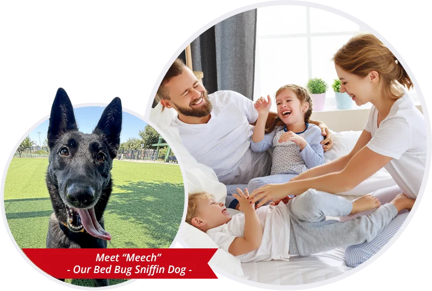 Bed Bug Exterminator in San Jose | K9 Bed Bug Inspections | Premier Canine Detection